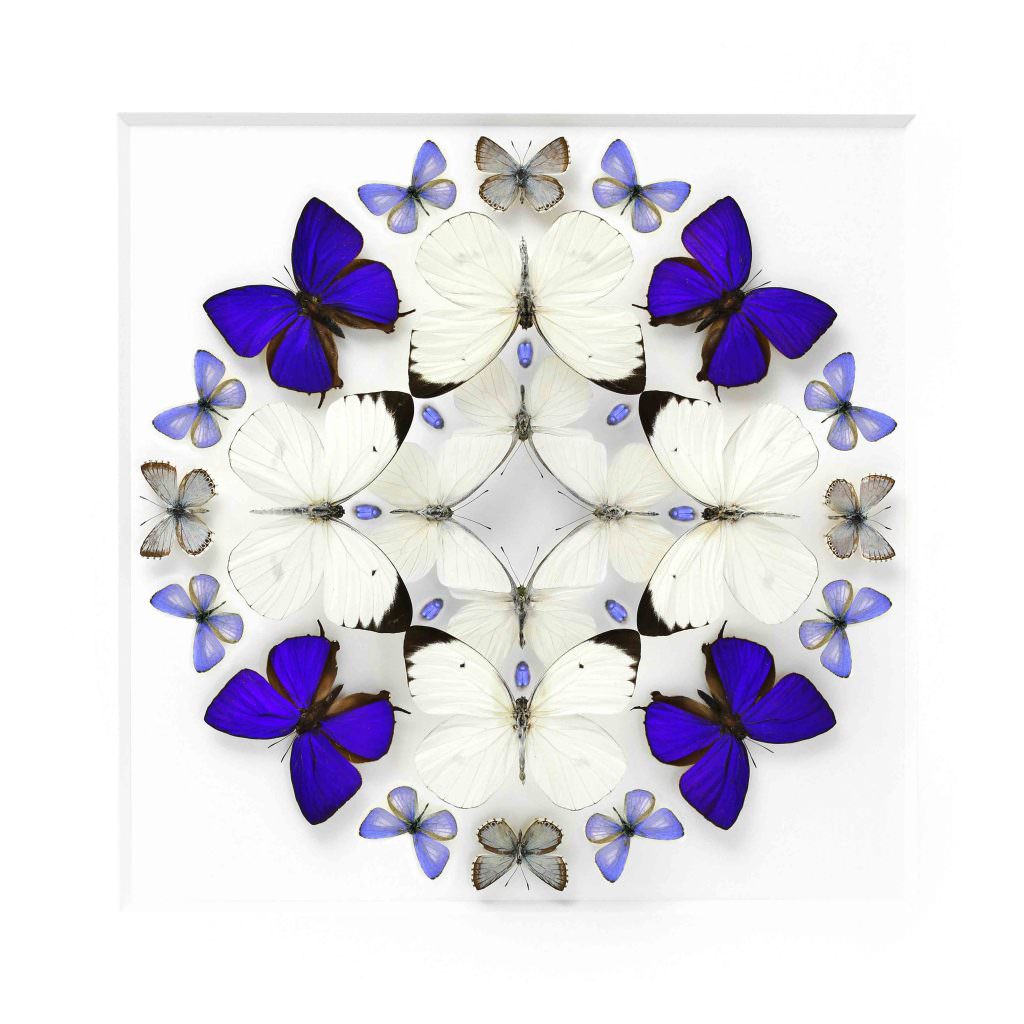 Featured Artist: Christopher Marley's Preservation Art | Virtual Venue ...