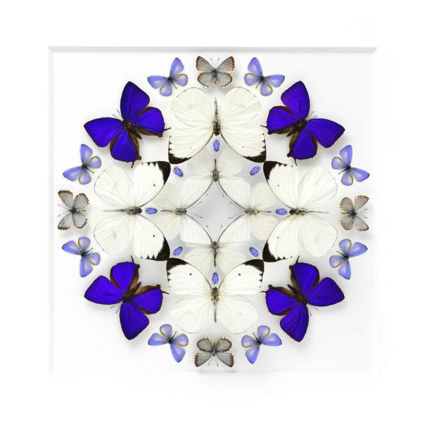 Featured Artist: Christopher Marley's Preservation Art | Virtual Venue ...