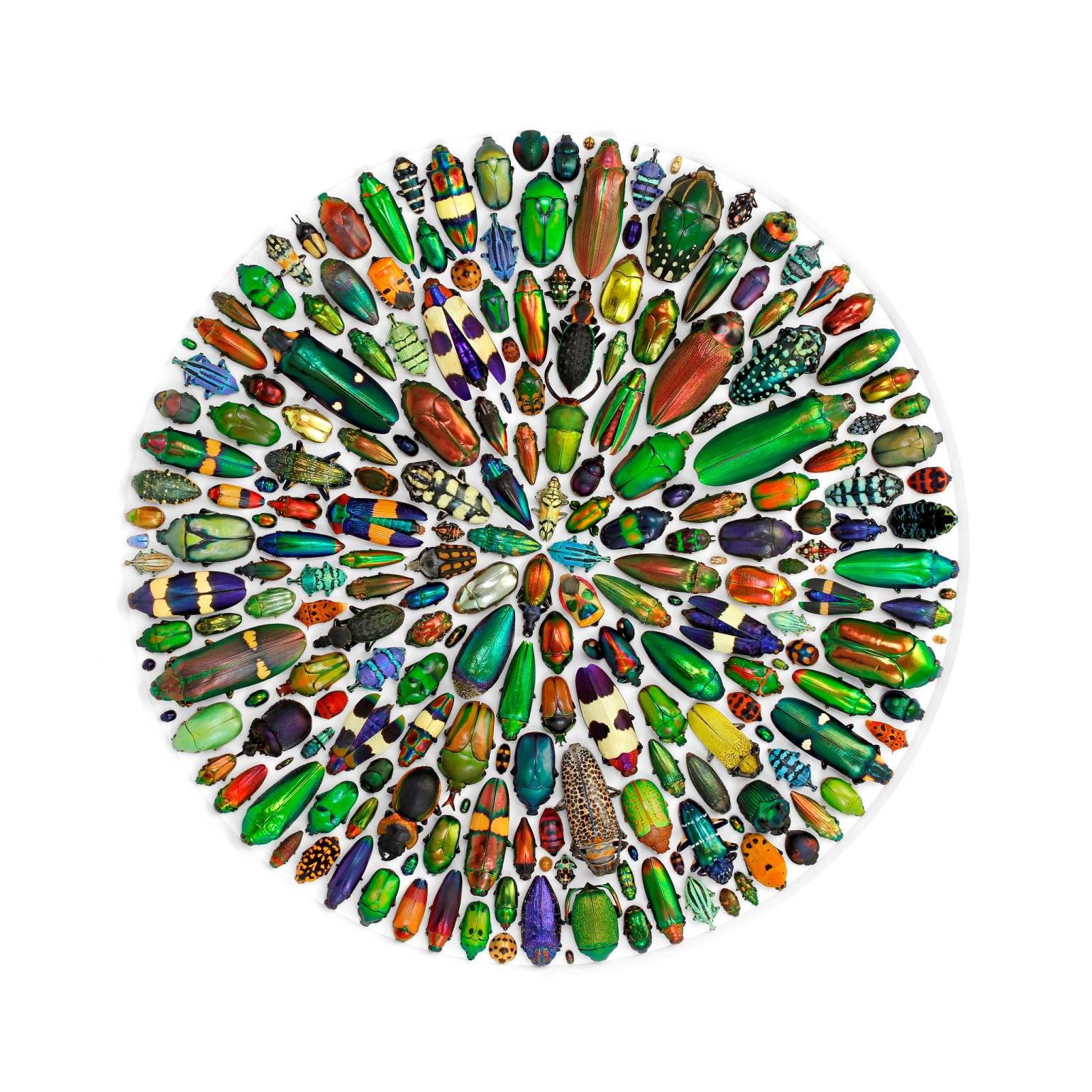 Featured Artist: Christopher Marley's Preservation Art | Virtual Venue ...